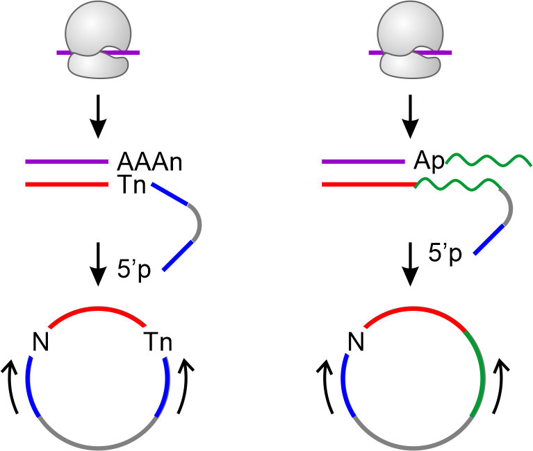 Super resolution Ribosome Profiling Super resolution Ribosome Profiling